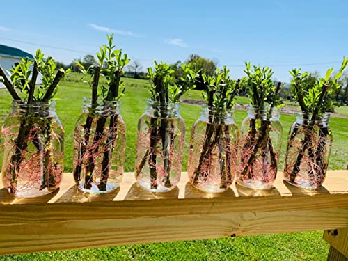 24 Hybrid Willow Trees. Austree Grows 12 Foot 1st Season. Create Instant Privacy Fence Hedge