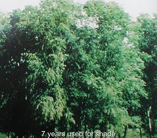 24 Hybrid Willow Trees. Austree Grows 12 Foot 1st Season. Create Instant Privacy Fence Hedge