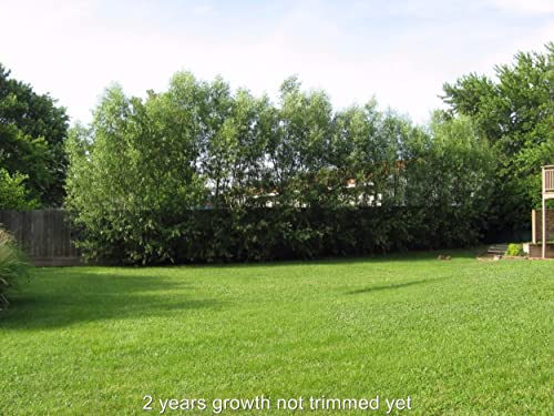 24 Hybrid Willow Trees. Austree Grows 12 Foot 1st Season. Create Instant Privacy Fence Hedge