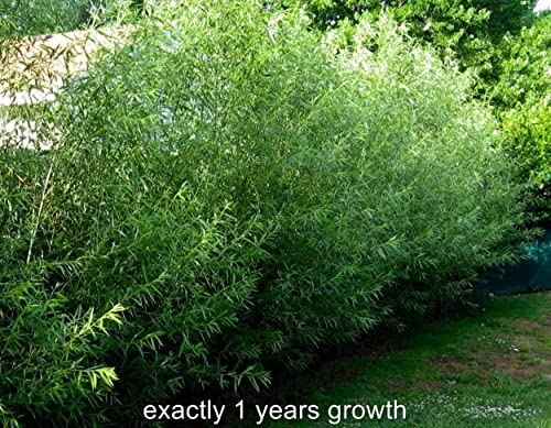 24 Hybrid Willow Trees. Austree Grows 12 Foot 1st Season. Create Instant Privacy Fence Hedge