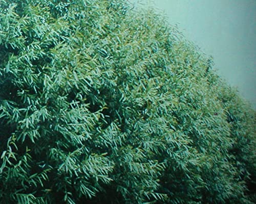 24 Hybrid Willow Trees. Austree Grows 12 Foot 1st Season. Create Instant Privacy Fence Hedge