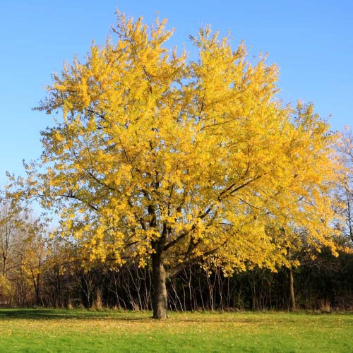 CHUXAY GARDEN 20 Seeds Acer Saccharinum,Silver Maple,Water Maple,Swamp Maple,White Maple Common Fast-Growing Deciduous Tree Great for Garden and Street