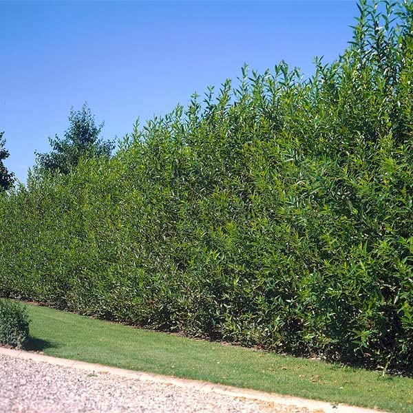 Aussie Willow Trees for Planting - Popular Fast Growing Privacy Tree or Wind and Sound Barrier (100 Cuttings)
