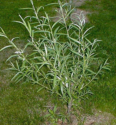 5 Austree Hybrid Willow Tree Cuttings- Fastest Growing Tree - Great for Privacy and Shade Fast - Grow 5 Trees