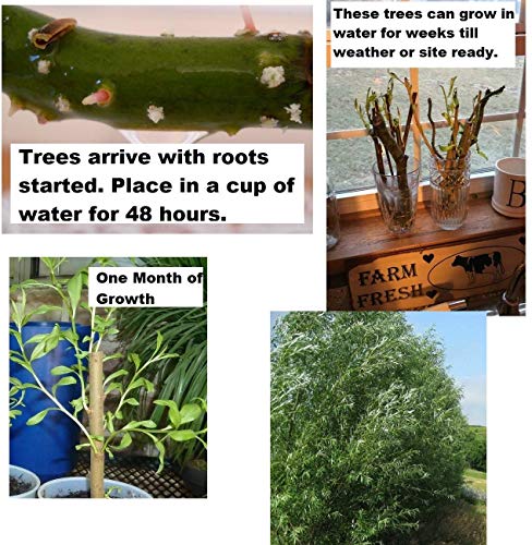 5 Austree Hybrid Willow Tree Cuttings- Fastest Growing Tree - Great for Privacy and Shade Fast - Grow 5 Trees