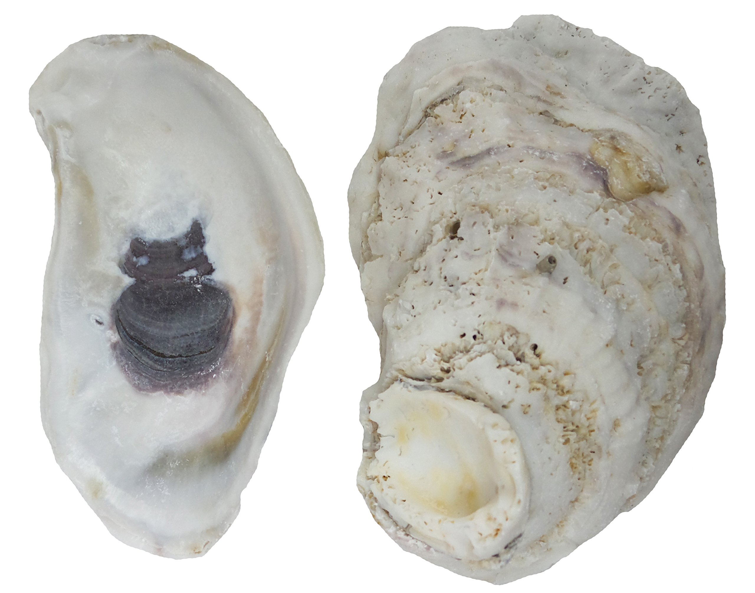U.S. Shell, Oyster Shells, 4 to 5 inches, 3.75"-5", 20 Count