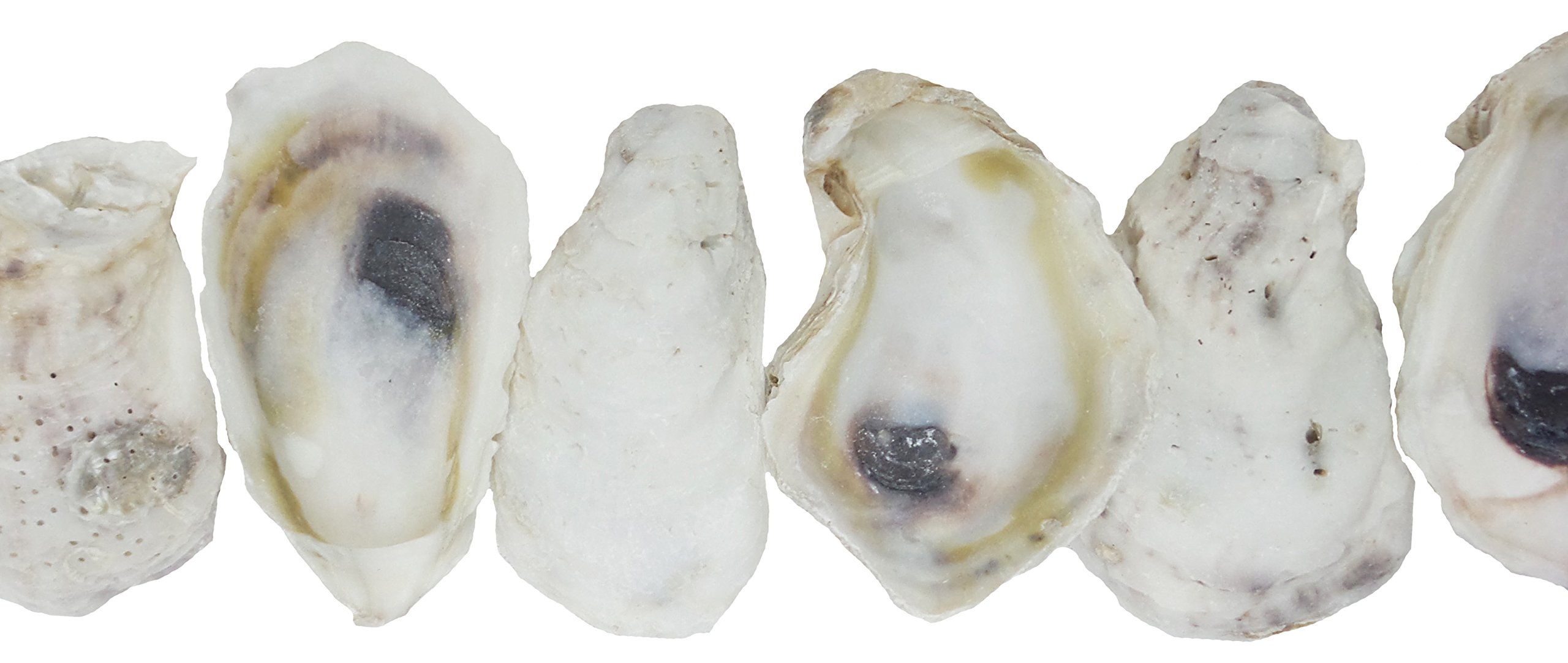 U.S. Shell, Oyster Shells, 4 to 5 inches, 3.75"-5", 20 Count