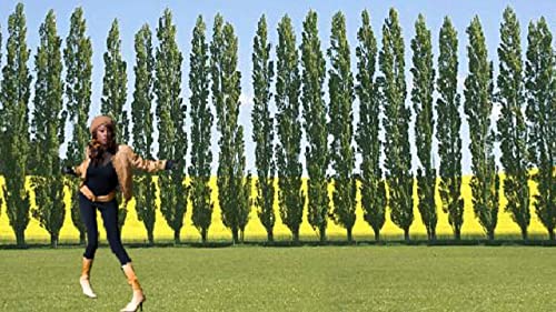 5 Lombardy Poplar Trees - Rare and Unique Privacy Tree - Very Fast Growing