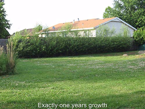 10 Austree Hybrid Willow Trees, Fastest Growing Shade or Privacy Tree - Austree Hybrid Willow Tree - 10 Live Trees