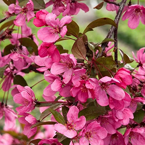 TriStar Plants - Prairie Fire Flowering Crabapple - 1 Gallon Trade Pot, 2'ft Tall, Malus Prairifire, Fall Color, Vibrant Blooms, Fast Growing Trees