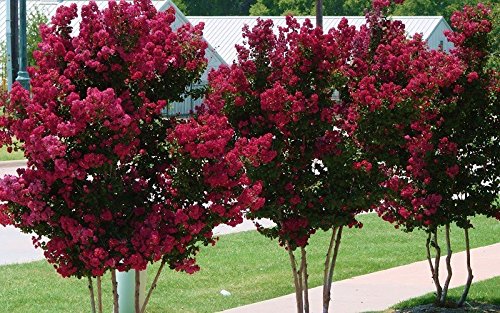 Centennial Spirit Crape Myrtle, Pack of 5, Bright Red, Matures 14'-16' (2-4ft Tall When Shipped, Well Rooted with Pot in Soil)