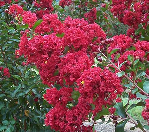 Centennial Spirit Crape Myrtle, Pack of 5, Bright Red, Matures 14'-16' (2-4ft Tall When Shipped, Well Rooted with Pot in Soil)
