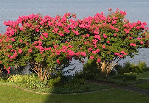 Centennial Spirit Crape Myrtle, Pack of 5, Bright Red, Matures 14'-16' (2-4ft Tall When Shipped, Well Rooted with Pot in Soil)