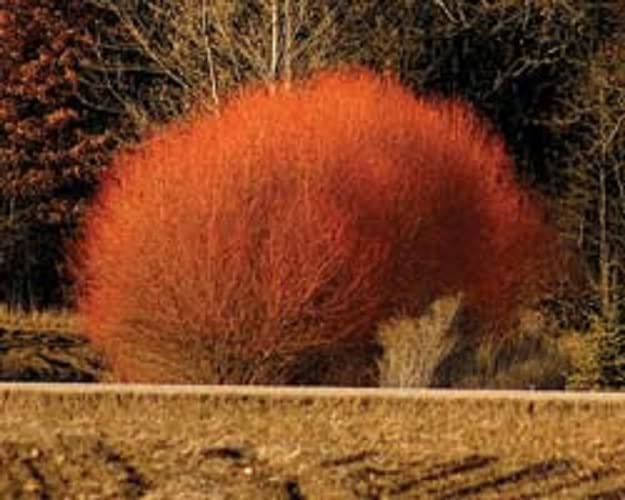 Red Flame Willow Trees - Burning Bush - Fast Growing and Stunning Color (2 Trees)