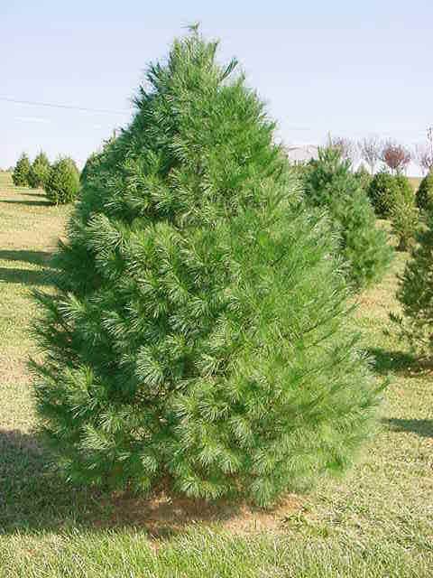 Eastern White Pine Tree Seedlings for Planting - 1-2 Feet Tall Evergreen Tree Seedlings - Grow Beautiful Evergreen Tree Seeds (2 Seedlings)