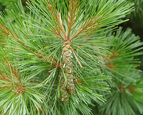 Eastern White Pine Tree Seedlings for Planting - 1-2 Feet Tall Evergreen Tree Seedlings - Grow Beautiful Evergreen Tree Seeds (2 Seedlings)