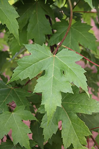 Autumn Blaze Maple Tree - 1 Gallon, 5ft Tall - Established Roots Potted - Acer x Freemanii, Fast Growing Tree, Fall Colors