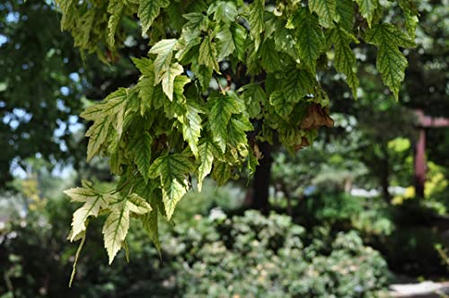 TriStar Plants - Flame Amur Maple Tree Potted 1 Gallon, 5'Ft Tall - Acer ginnala, Healthy Established Roots, Fast Growing Trees, Fall Color, Shade Tree