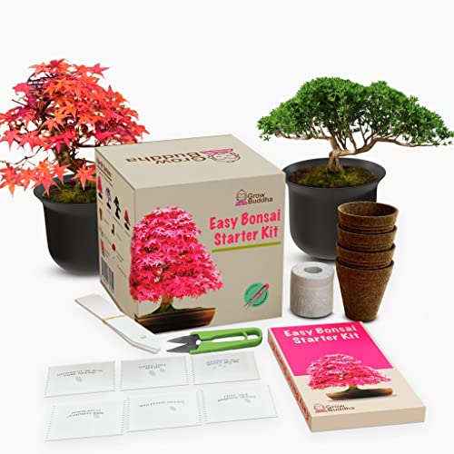 Grow Your Own Bonsai kit | Tree Plants & Seeds | Crafts Hobby Kits | Easily Grow 4 Types of Bonsai Trees with Our Complete Beginner Friendly Kit | Christmas Gift Ideas for Plant Lovers