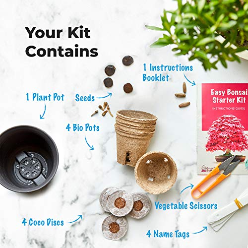 Grow Your Own Bonsai kit | Tree Plants & Seeds | Crafts Hobby Kits | Easily Grow 4 Types of Bonsai Trees with Our Complete Beginner Friendly Kit | Christmas Gift Ideas for Plant Lovers