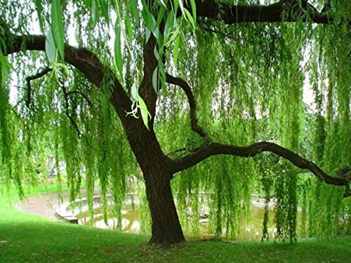 Weeping Willow Tree Cuttings to Plant - Fast Growing Trees - Beautiful Arching Canopy - Popular asBonsai (2 Weeping Willows)