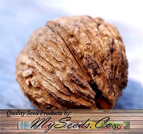 25 Seeds x Black Walnut Tree Nut Seeds, Juglans nigra - Northern - Hardy to Zone 5 - by MySeeds.Co (25 Seeds)