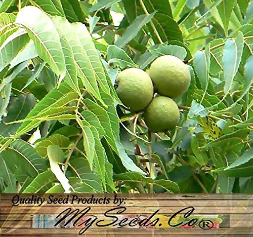 25 Seeds x Black Walnut Tree Nut Seeds, Juglans nigra - Northern - Hardy to Zone 5 - by MySeeds.Co (25 Seeds)