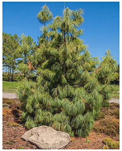 Earthcare Seeds Mexican Weeping Pine 60 Seeds (Pinus patula) Fast Growing Evergreen Tree – Great Bonsai Project