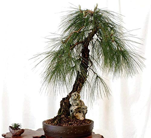 Earthcare Seeds Mexican Weeping Pine 60 Seeds (Pinus patula) Fast Growing Evergreen Tree – Great Bonsai Project