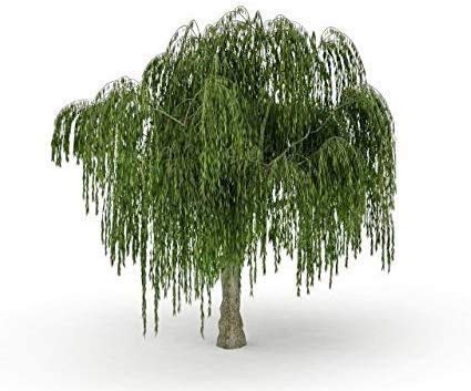 Bonsai Dwarf Weeping Willow Tree - Thick Trunk Cutting - Indoor/Outdoor Live Bonsai Tree - Old Mature Look Fast - Ships from Iowa, USA