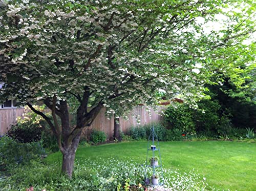 TriStar Plants - Japanese Snowbell Tree, 1 Gallon Trade Pot, 4'ft Tall, Styrax Japonicus, Spring, Fragrant White Flowers, Fall Color, Fast Growing Trees