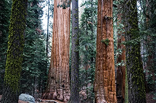 Giant Sequoia | Tree Seed Grow Kit | The Jonsteen Company