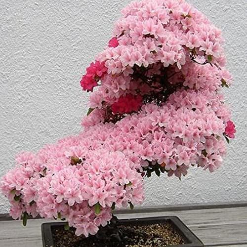 Flower Seeds for Planting Bonsai Tree Japanese Sakura Seeds Rare Japanese Cherry Blossoms Seeds 50 Pcs Pink Prunus Serrulata Fragrant Fast-Growing Flowers Seeds