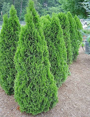 Arborvitae Emerald Green | 3 Live Gallon Size Trees | Thuja Occidentalis Smaragd | Evergreen Privacy Screening Hedge Plants