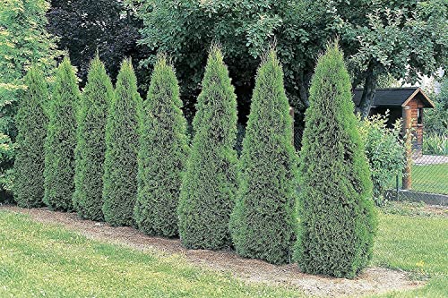 Arborvitae Emerald Green | 3 Live Gallon Size Trees | Thuja Occidentalis Smaragd | Evergreen Privacy Screening Hedge Plants