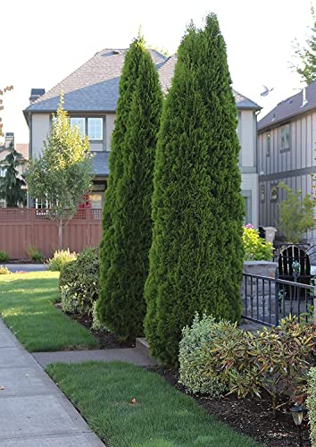 Arborvitae Emerald Green | 3 Live Gallon Size Trees | Thuja Occidentalis Smaragd | Evergreen Privacy Screening Hedge Plants