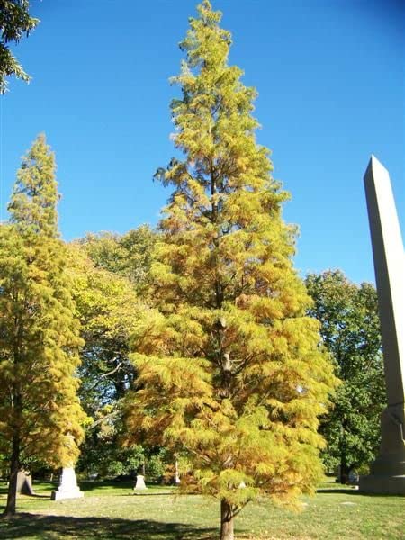 Pond Cypress | 10 Live Trees | Taxodium Ascendens | Wet Tolerant Fast Growing Shade Tree