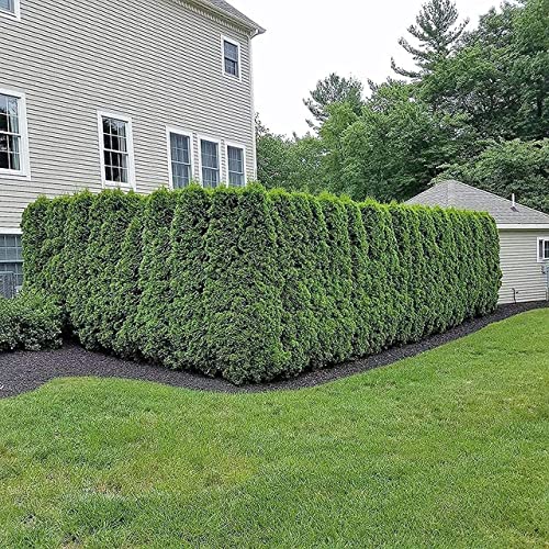 Arborvitae Emerald Green | 3 Live Gallon Size Trees | Thuja Occidentalis Smaragd | Evergreen Privacy Screening Hedge Plants