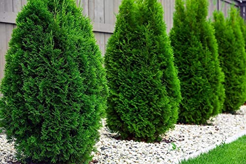 Arborvitae Emerald Green | 3 Live Gallon Size Trees | Thuja Occidentalis Smaragd | Evergreen Privacy Screening Hedge Plants