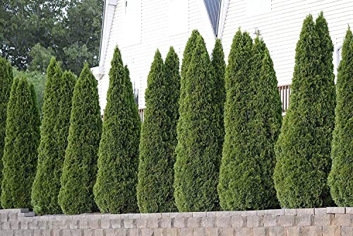 Arborvitae Emerald Green | 3 Live Gallon Size Trees | Thuja Occidentalis Smaragd | Evergreen Privacy Screening Hedge Plants