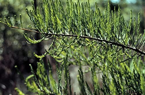 Pond Cypress | 10 Live Trees | Taxodium Ascendens | Wet Tolerant Fast Growing Shade Tree