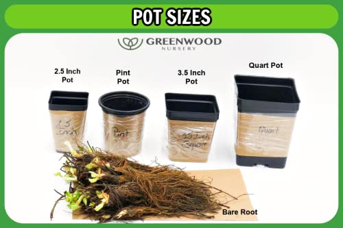 Greenwood Nursery/Live Trees - Green Giant Arborvitae Tree + Thuja Standishii X Plicata - [Qty: 20x 2.5" Pots] - (Click for More Options/Quantities)