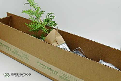 Greenwood Nursery/Live Trees - Green Giant Arborvitae Tree + Thuja Standishii X Plicata - [Qty: 20x 2.5" Pots] - (Click for More Options/Quantities)