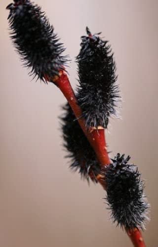 Black CAT Pussy Willow Plant Live Bush Tree Small Starter Fast Growing Tree