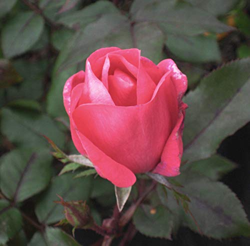Star Roses Knockout Series 15048 Series Rose Knock Out The Original, 19cm