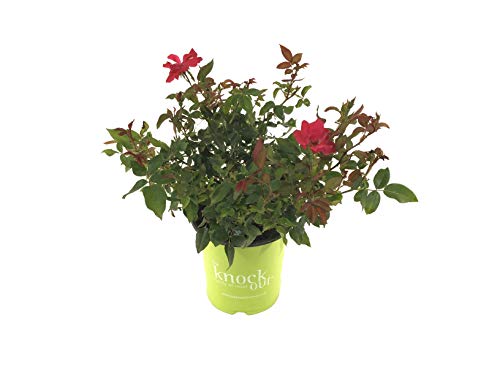 Star Roses Knockout Series 15048 Series Rose Knock Out The Original, 19cm