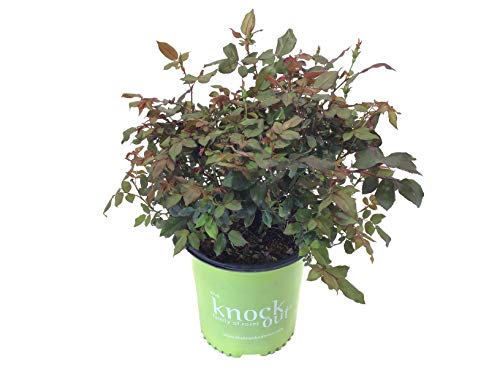 Star Roses Knockout Series 15048 Series Rose Knock Out The Original, 19cm