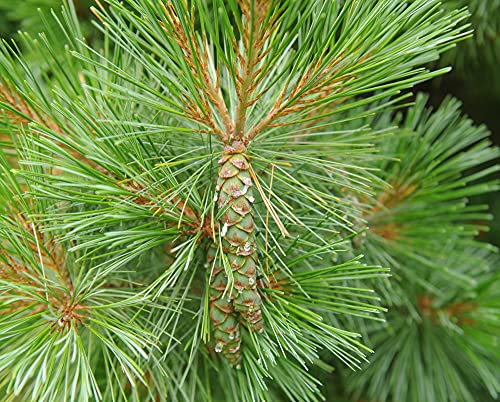 50 White Pine Tree Seeds