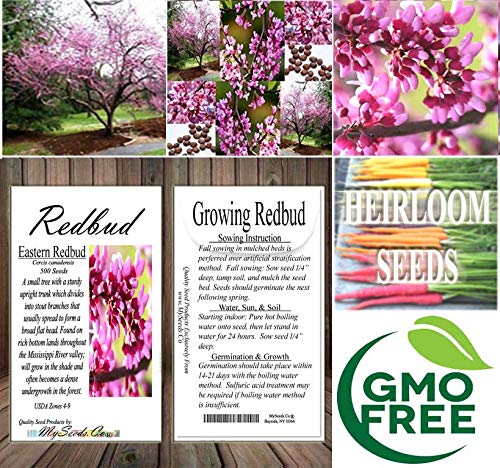 Big Pack - (500) Eastern Redbud Tree Seeds - Cercis Canadensis - Gorgeous Purplish-Pink Blossoms - Very Cold Hardy Zones 4-9 - Big Pack Seeds by MySeeds.Co (Big Pack - Eastern Redbud)