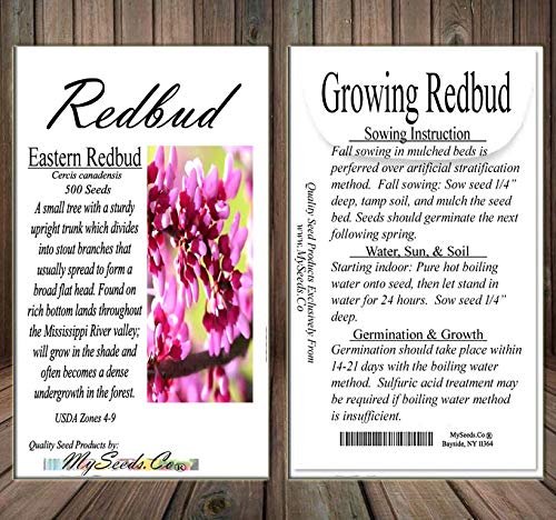 Big Pack - (500) Eastern Redbud Tree Seeds - Cercis Canadensis - Gorgeous Purplish-Pink Blossoms - Very Cold Hardy Zones 4-9 - Big Pack Seeds by MySeeds.Co (Big Pack - Eastern Redbud)